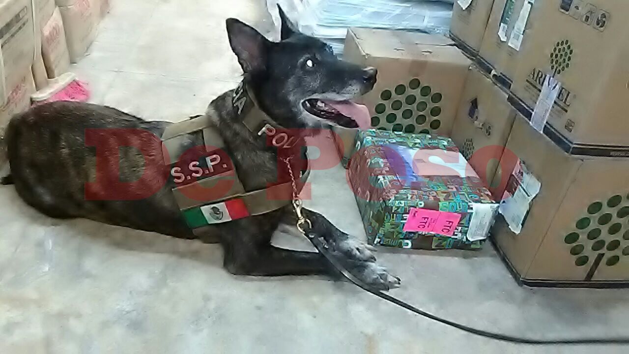 Perrita halló motita