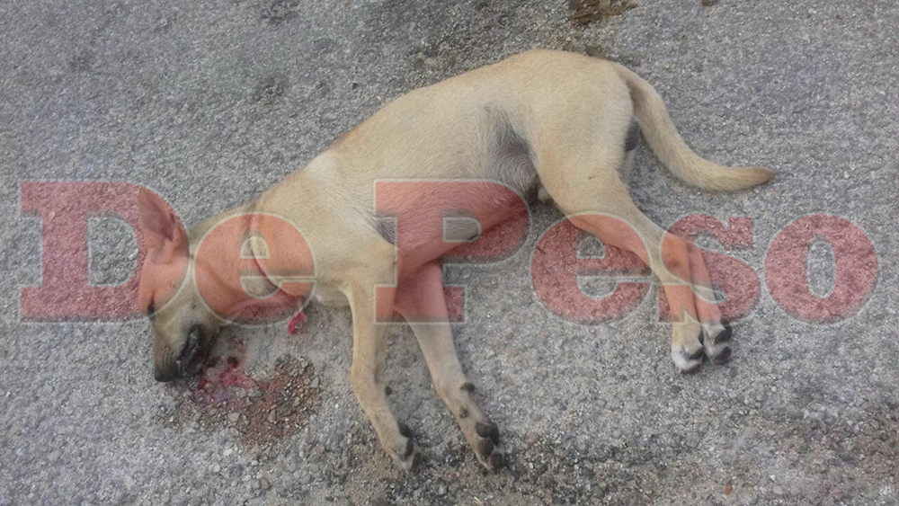 Reaparece el ‘mataperros