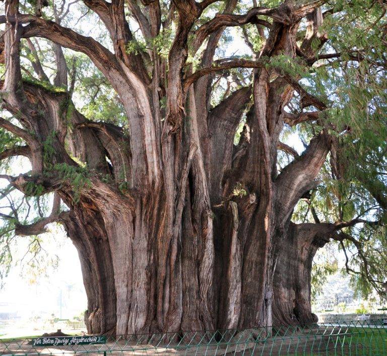Conoce al Tule, el árbol que vio llorar a Cortés - De Peso Yucatán