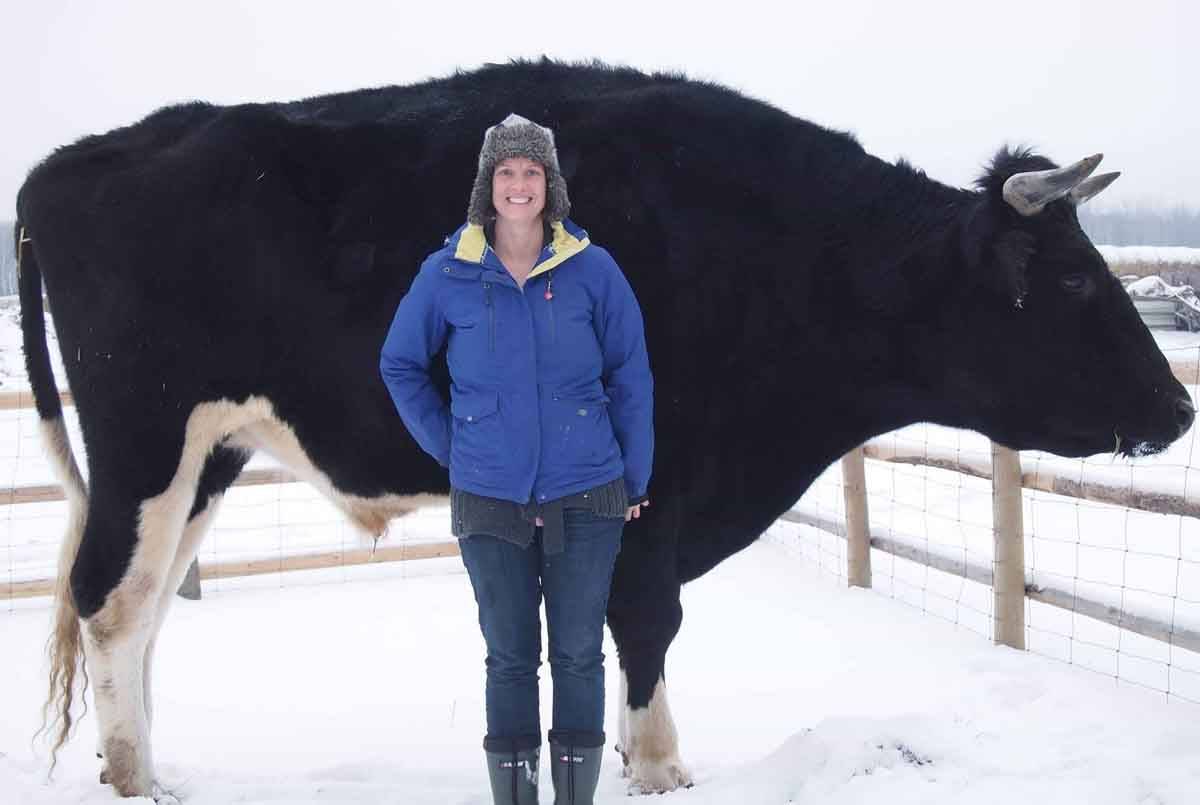 Novillo canadiense destruena a la vaca más grande del mundo