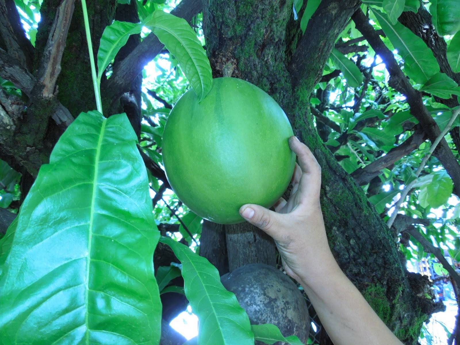Plantacción: ¿Conoces los usos medicinales del fruto conocido como ...