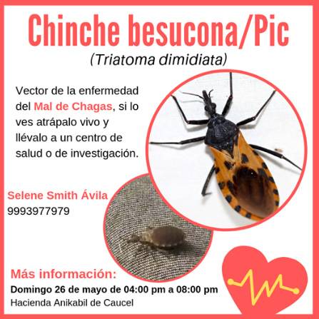 Le pica el 'Pic', insecto del Mal de Chagas, en Cd. Caucel - De Peso ...