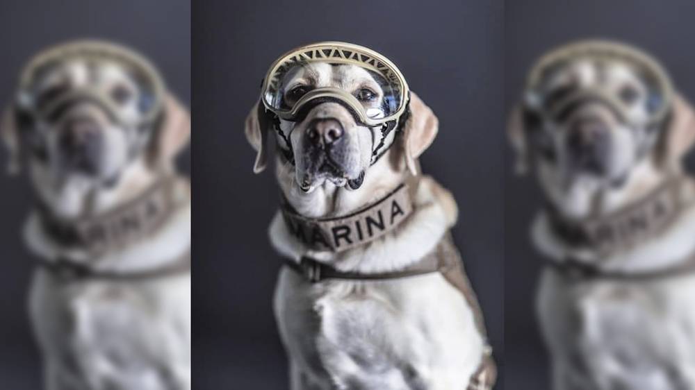 Frida, la perrita rescatisca más famosa de México, se jubila (Video)