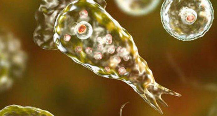 Niña de 10 años, víctima de amiba ‘come cerebros’ - De Peso Yucatán