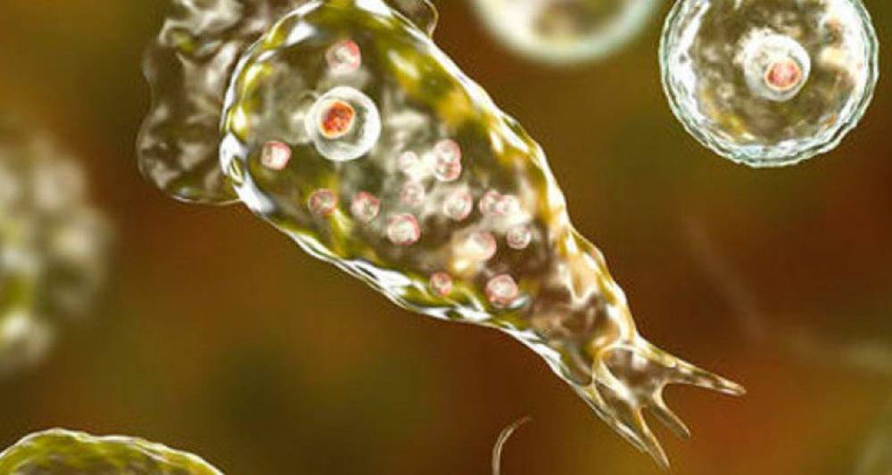 Niña de 10 años, víctima de amiba ‘come cerebros’