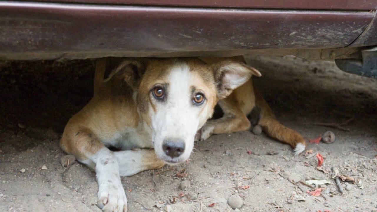 Mientras espera sentencia, prohíben a violador de perro acercarse a ...