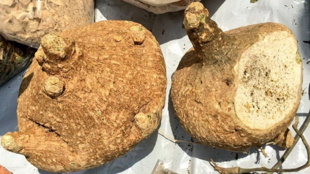 Plantacción: Wereke, la planta que limpia la sangre de toxinas y baja ...