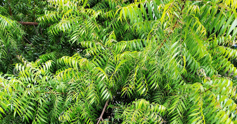 Plantacción: conoce los beneficios del árbol llamado 'la farmacia del ...