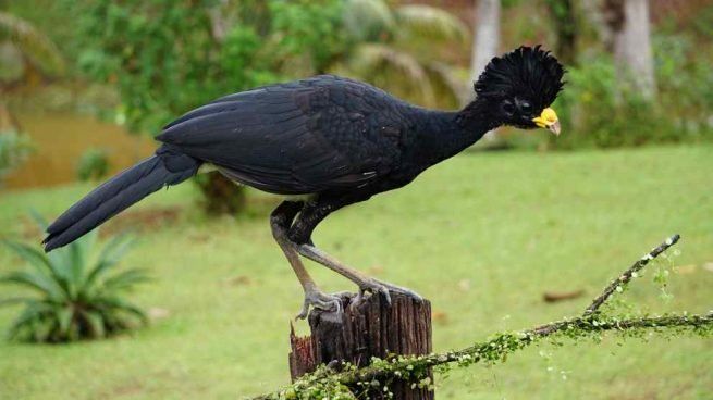 Avistan animales en peligro de extinción en zonas turísticas del Caribe ...