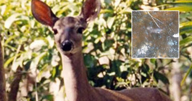 Hallan a dos venaditos muertos en ciénega de Dzilam de Bravo; mataron a ...
