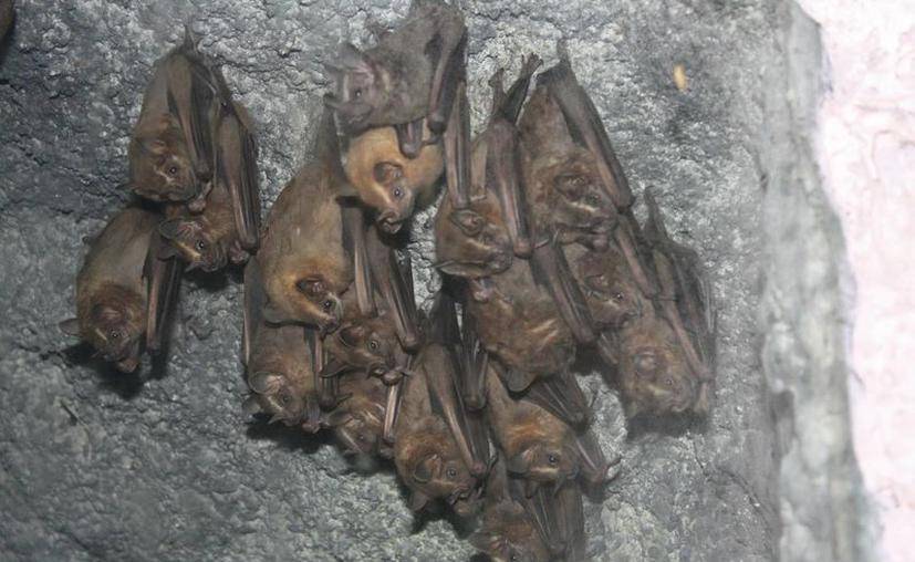 ES FALSO: No hay alerta mundial por brote de virus Nipah ES FALSO: No hay alerta mundial por brote de virus Nipah