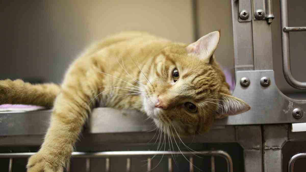 Dueños contagian de Covid-19 a su gato; es el primer animal con el ...