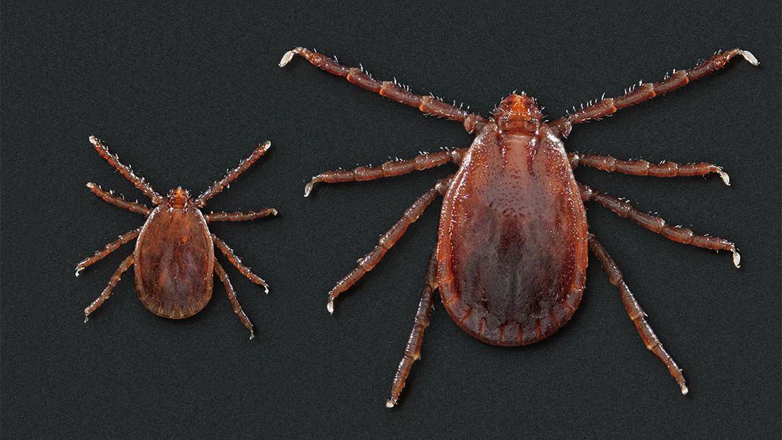 Garrapatas clonadoras invaden Estados Unidos