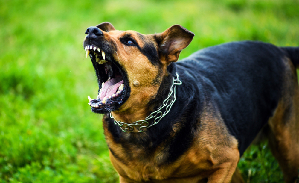 Niña queda grave luego de salvaje ataque de un perro encadenado