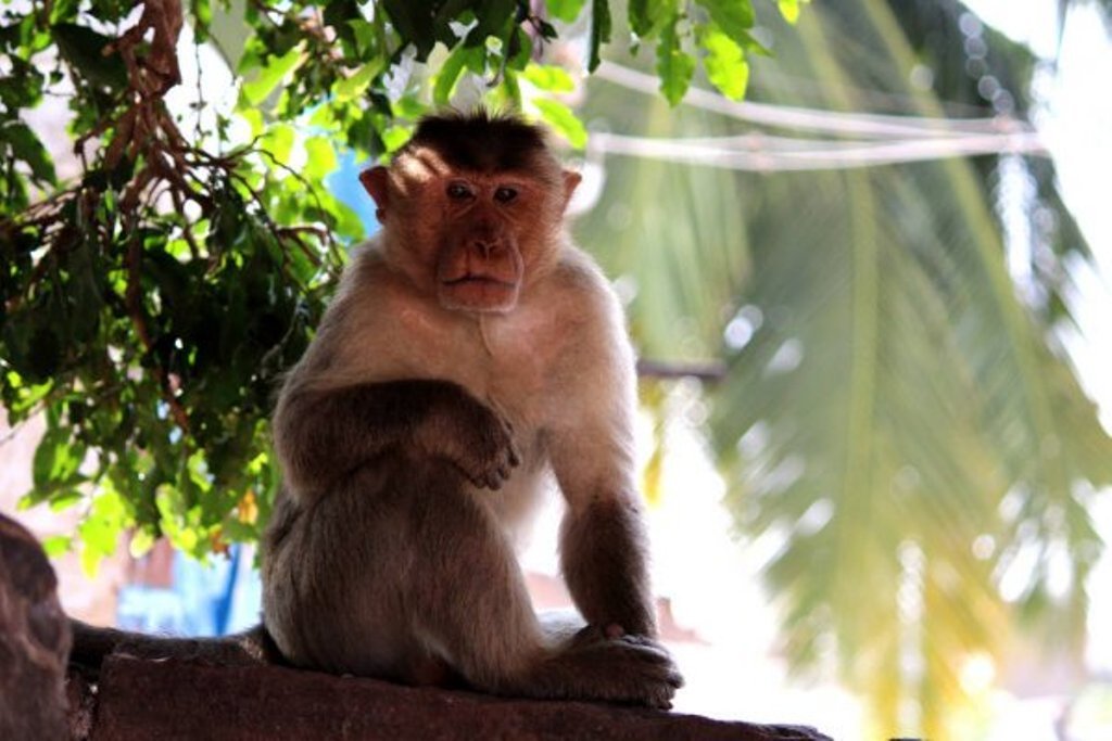 Macaco es sacado de un pueblo por atemorizar a niños y regresa para ...