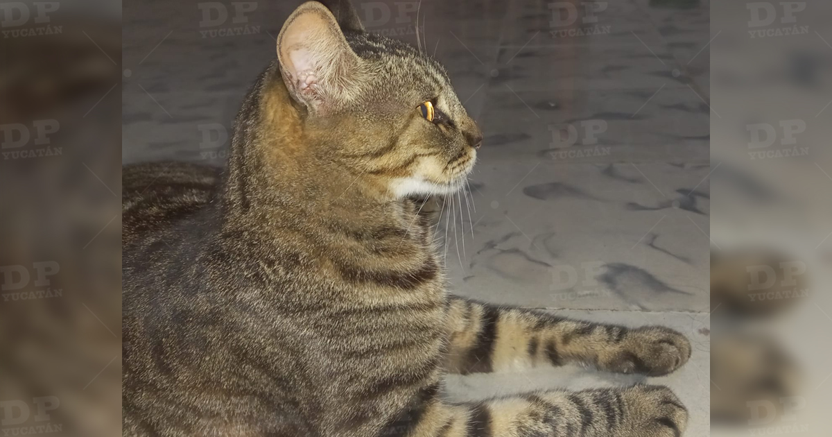 Horrible descubrimiento: hallan cientos de gatos muertos en la casa de ...