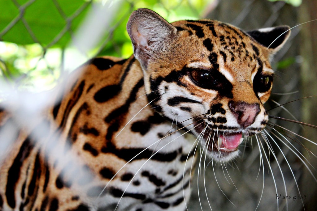 El Huay Tigrillo mató a los carneros en Espita